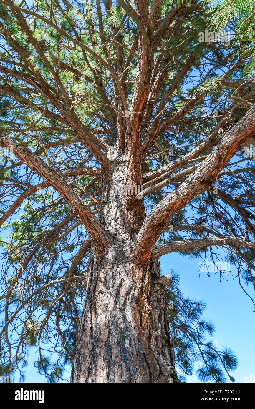 Tamarack pine hi-res stock photography and images - Alamy