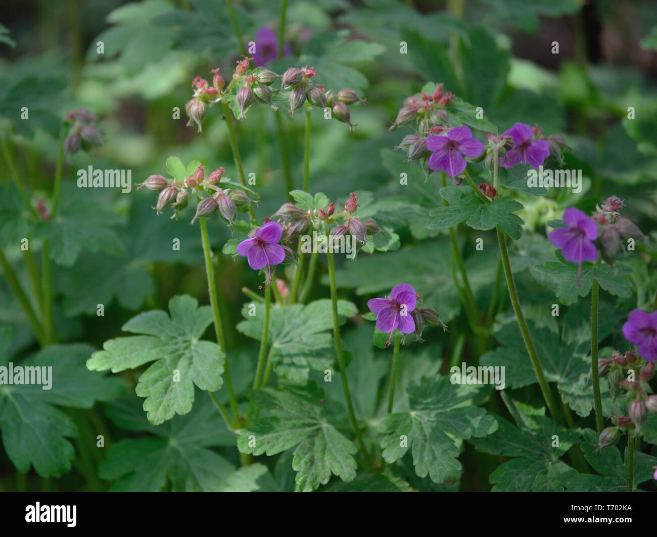 Bigroot hi-res stock photography and images - Alamy