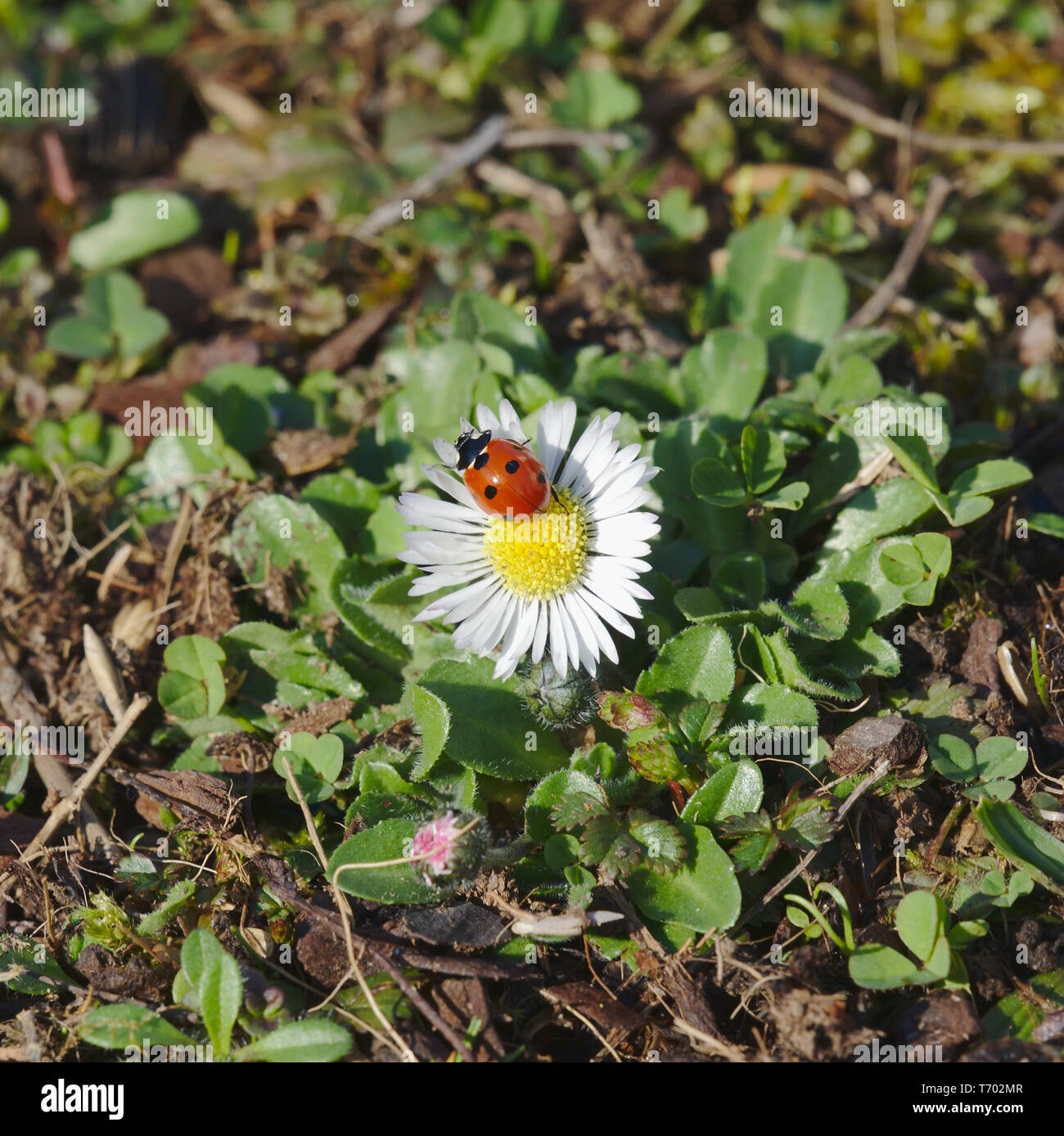 Ladybug on daisy hi-res stock photography and images - Alamy