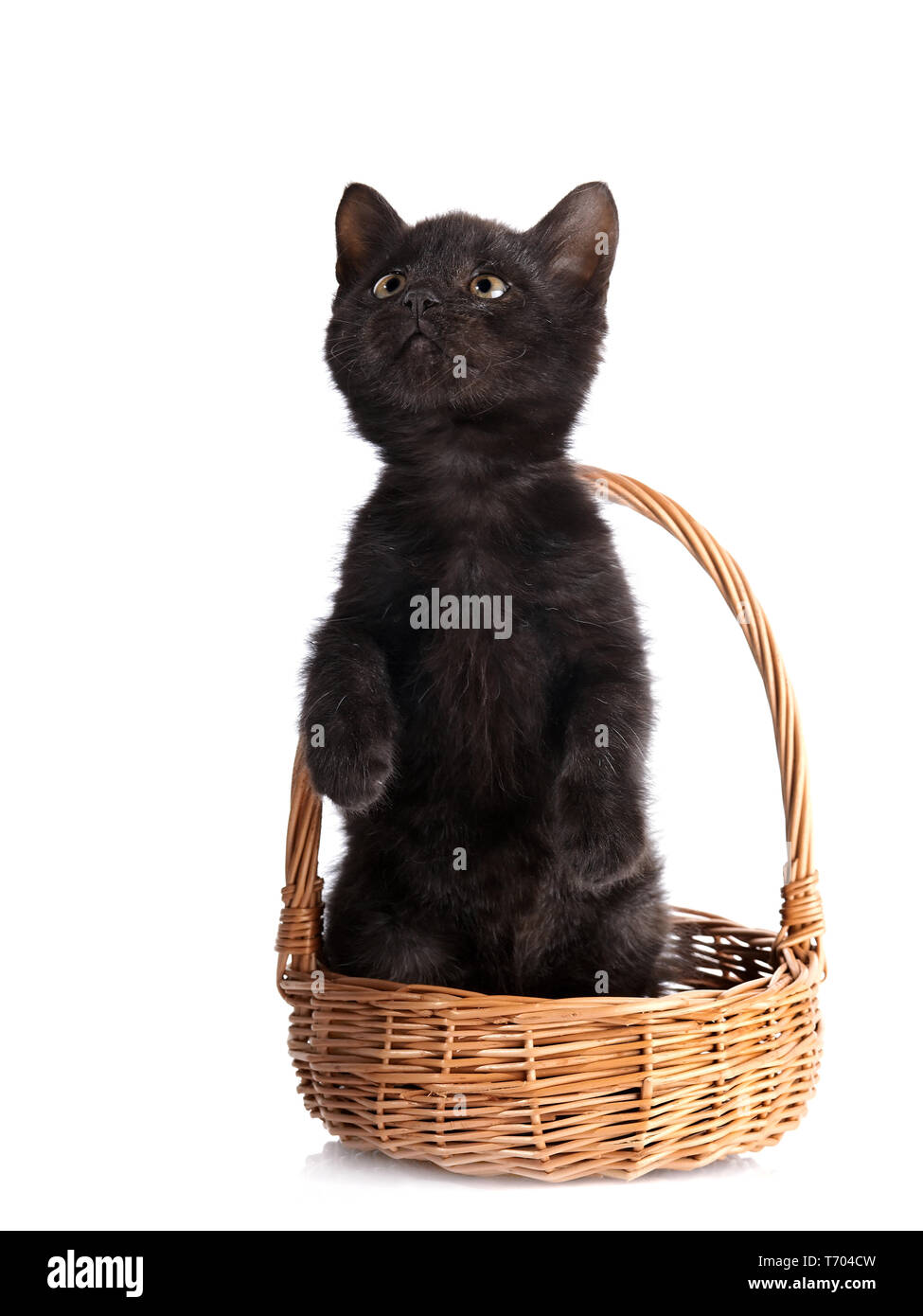Black small kitten. Fluffy black kitten. Kitten on a white background ...