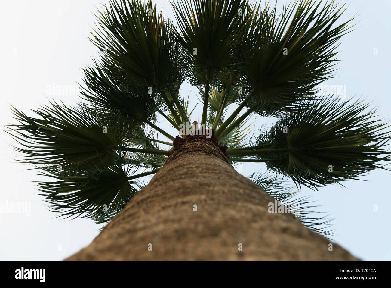 IN THE SHADE OF DATE PALM TREE. Bottom view of a date palm tree. View ...