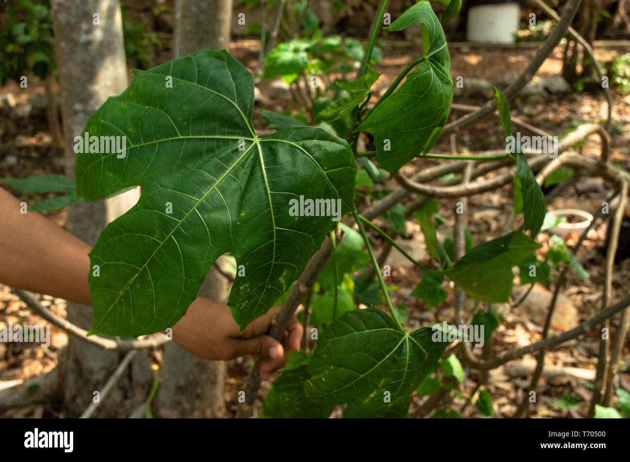 Chaya leaf in Yucatan, Mexico. Also known as Cnidoscolus aconitifolius ...
