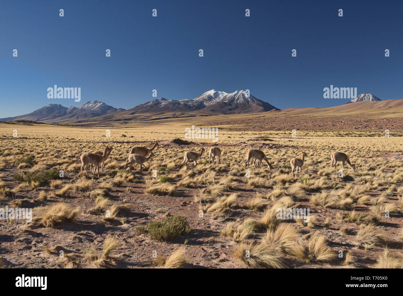 Vicuna atacama desert hi-res stock photography and images - Alamy