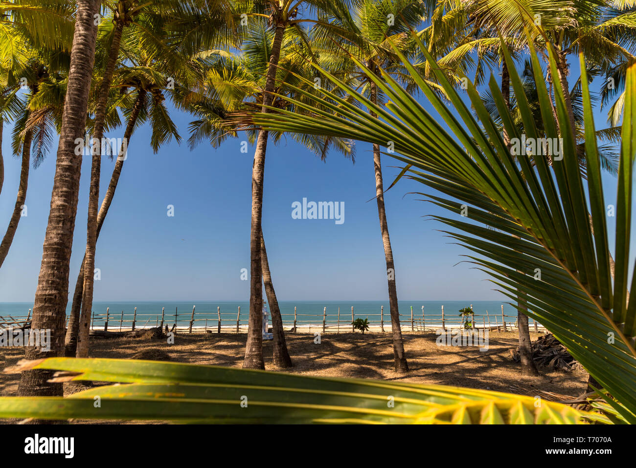 Palm trees on a beach. Goa, India Stock Photo - Alamy