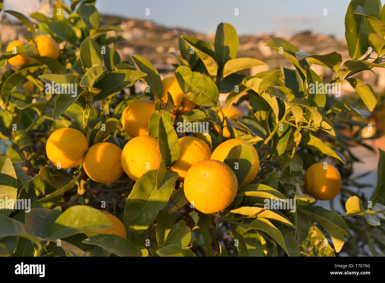 Oranges tree sun hi-res stock photography and images - Alamy