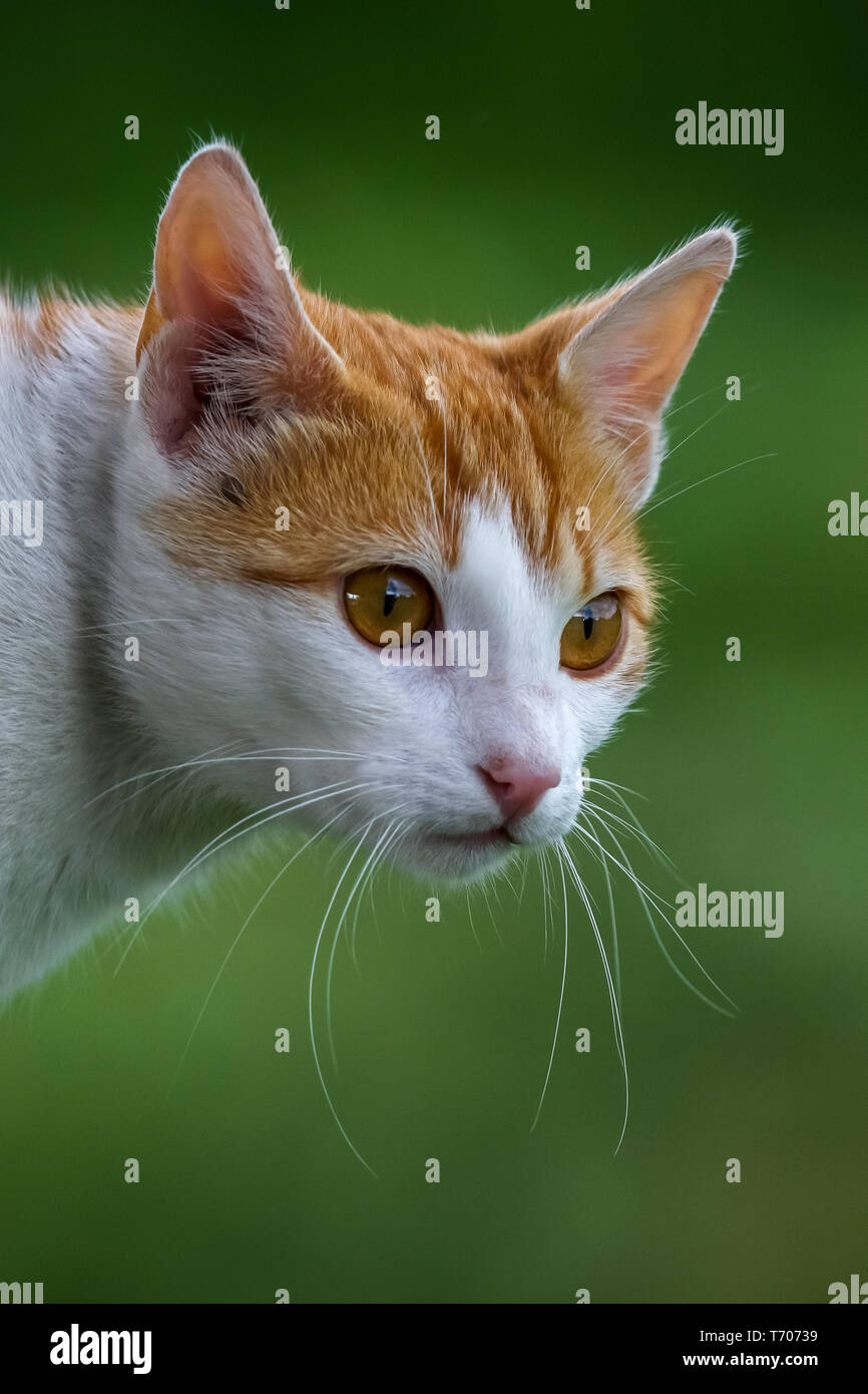 Portrait of red and white cat Stock Photo - Alamy