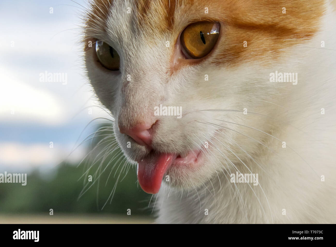 Portrait of red and white cat Stock Photo - Alamy