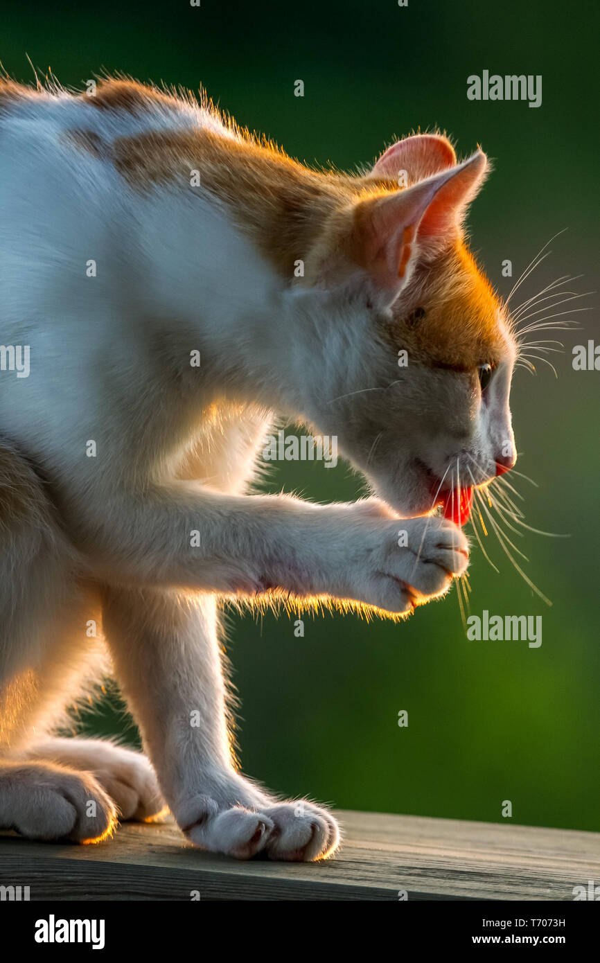 Red and white at washing Stock Photo - Alamy
