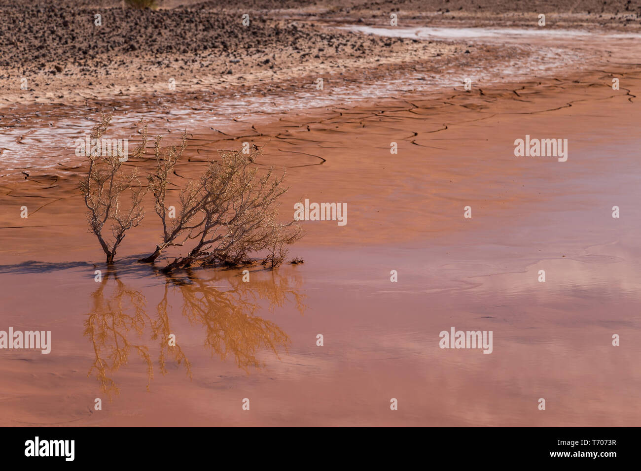 Puddle water in desert hi-res stock photography and images - Alamy