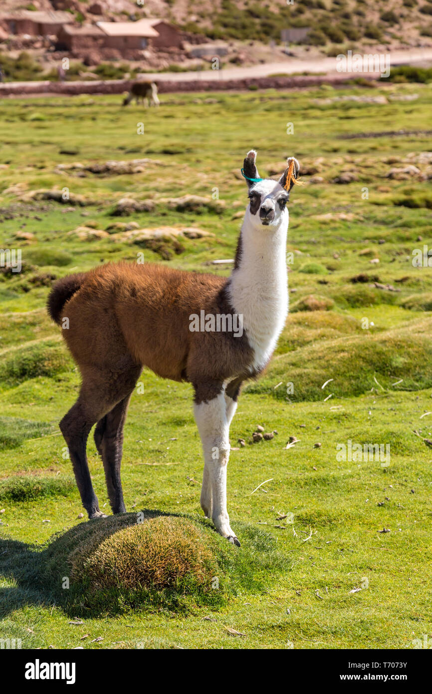 Lama wandering in a pasture Stock Photo - Alamy