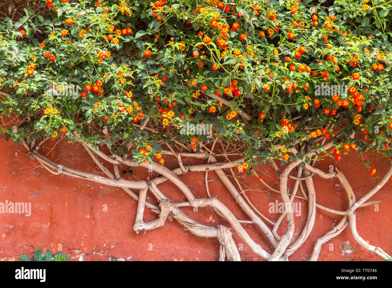 Tree growing against wall hi-res stock photography and images - Alamy
