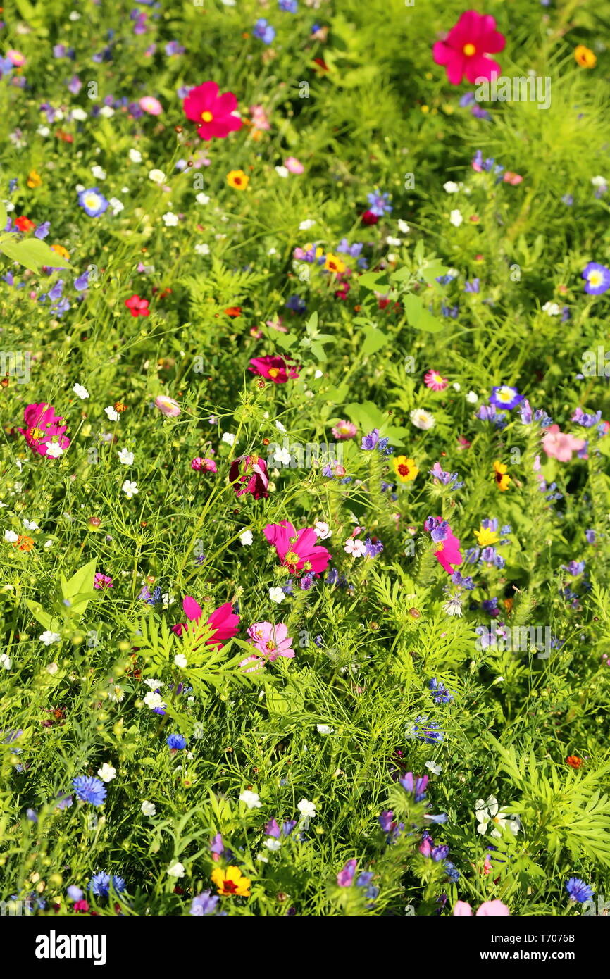 Flower meadow in summer with different colorful flowers Stock Photo - Alamy