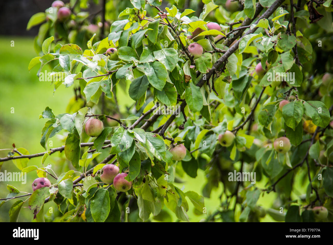 Branch with apples hi-res stock photography and images - Alamy