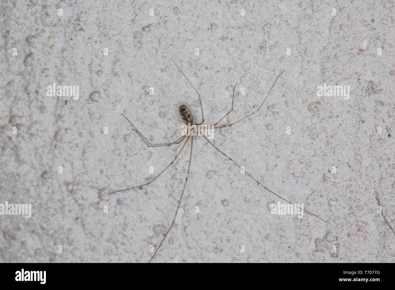 Pholcidae spider hi-res stock photography and images - Alamy