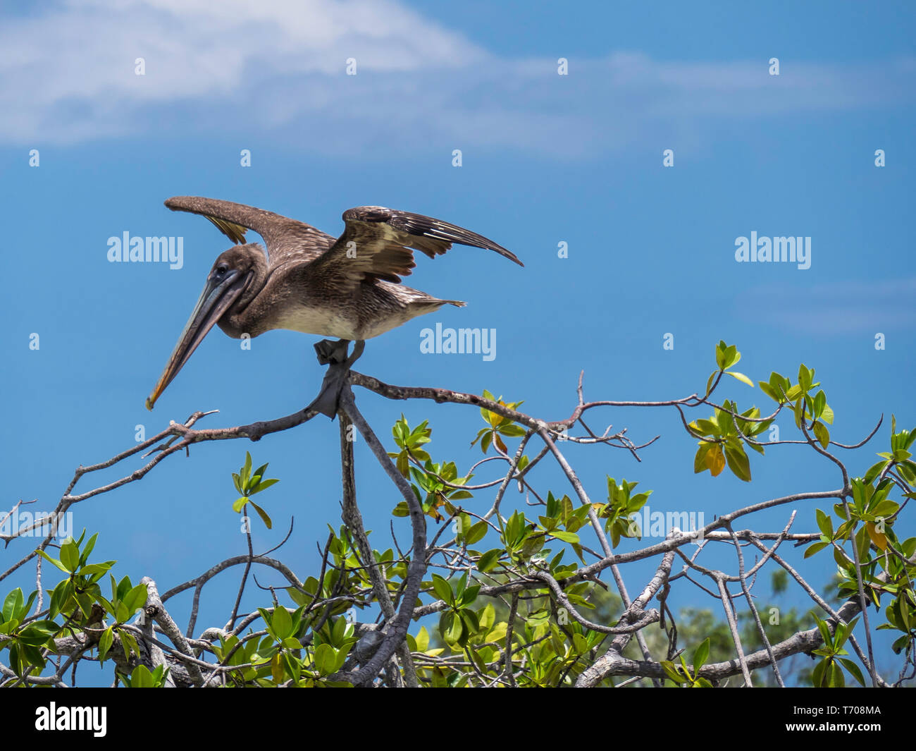 beautiful Galapagos Brown Pelican bird extending its wings Stock Photo ...