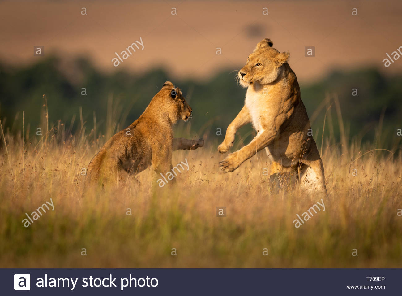 Lion Two Lionesses Stock Photos & Lion Two Lionesses Stock Images - Alamy