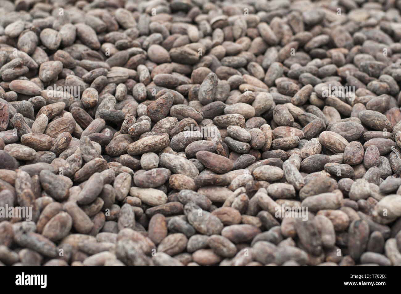 Cocoa bean fermentation hi-res stock photography and images - Alamy