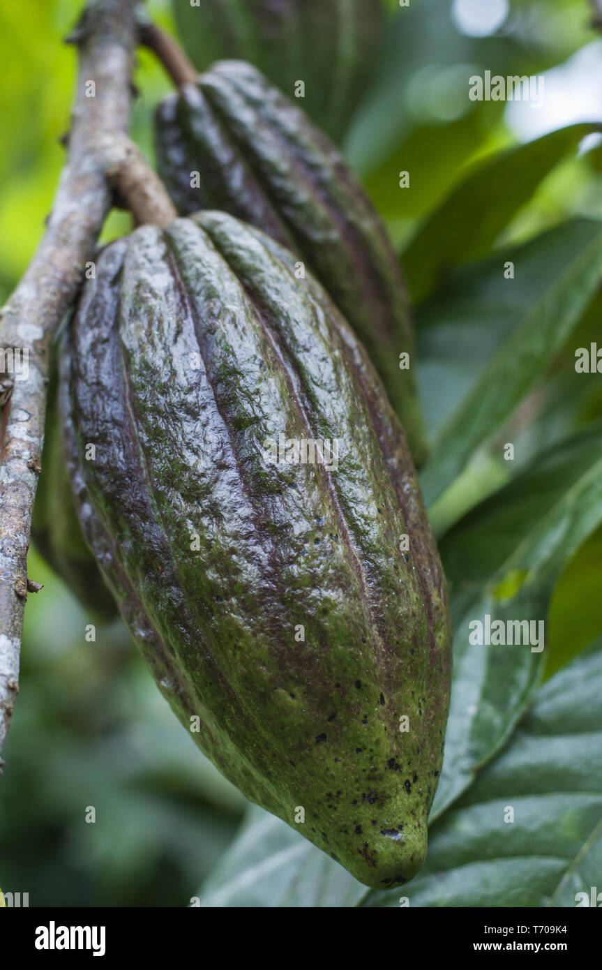 Cocoa tree theobroma cacao hi-res stock photography and images - Alamy