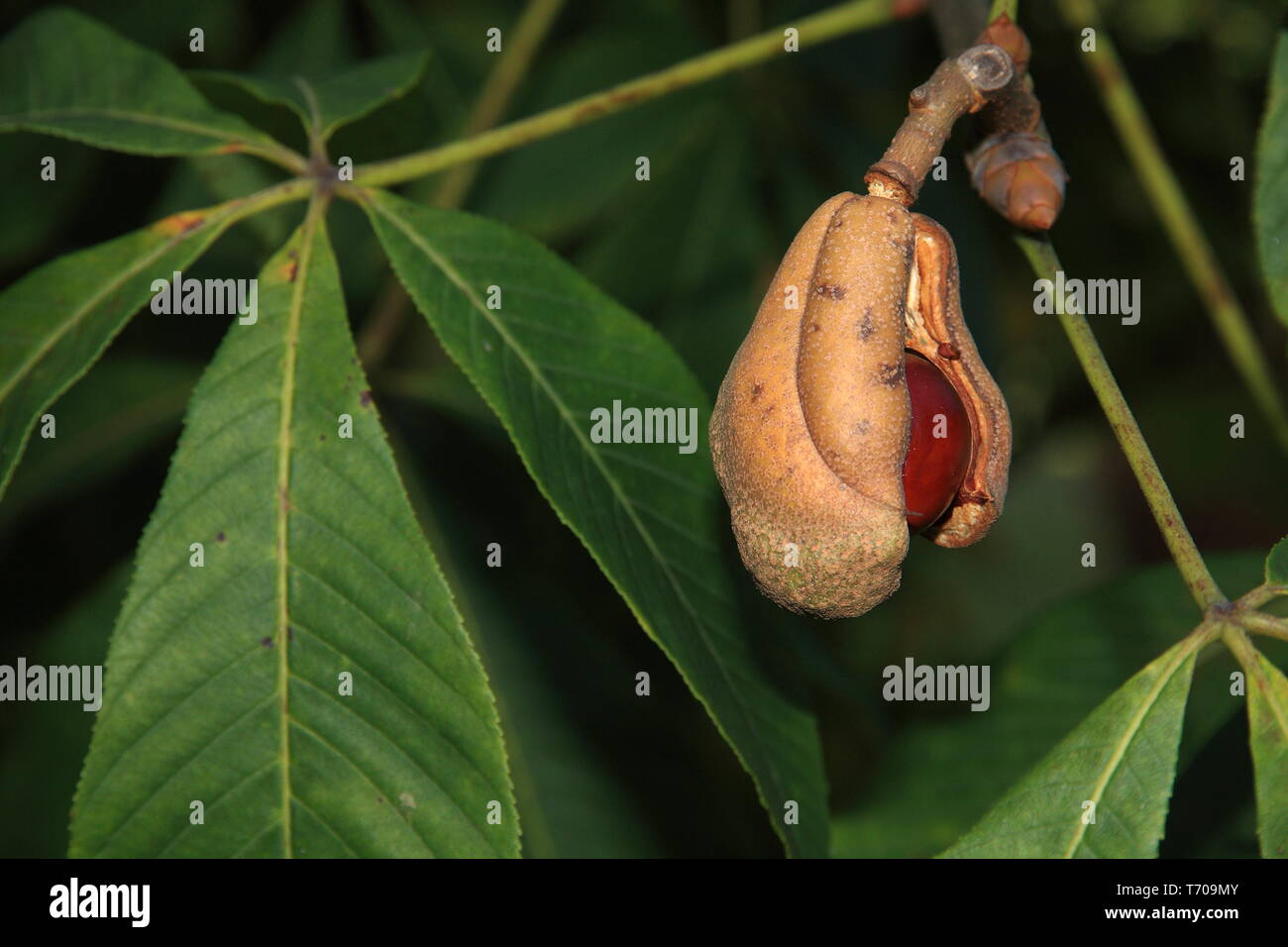 Foliage of red horse hi-res stock photography and images - Alamy