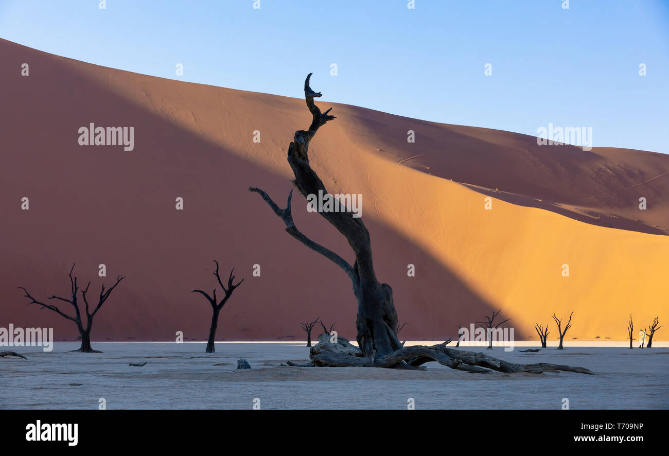 Dead acacia tree in silhouette hi-res stock photography and images - Alamy
