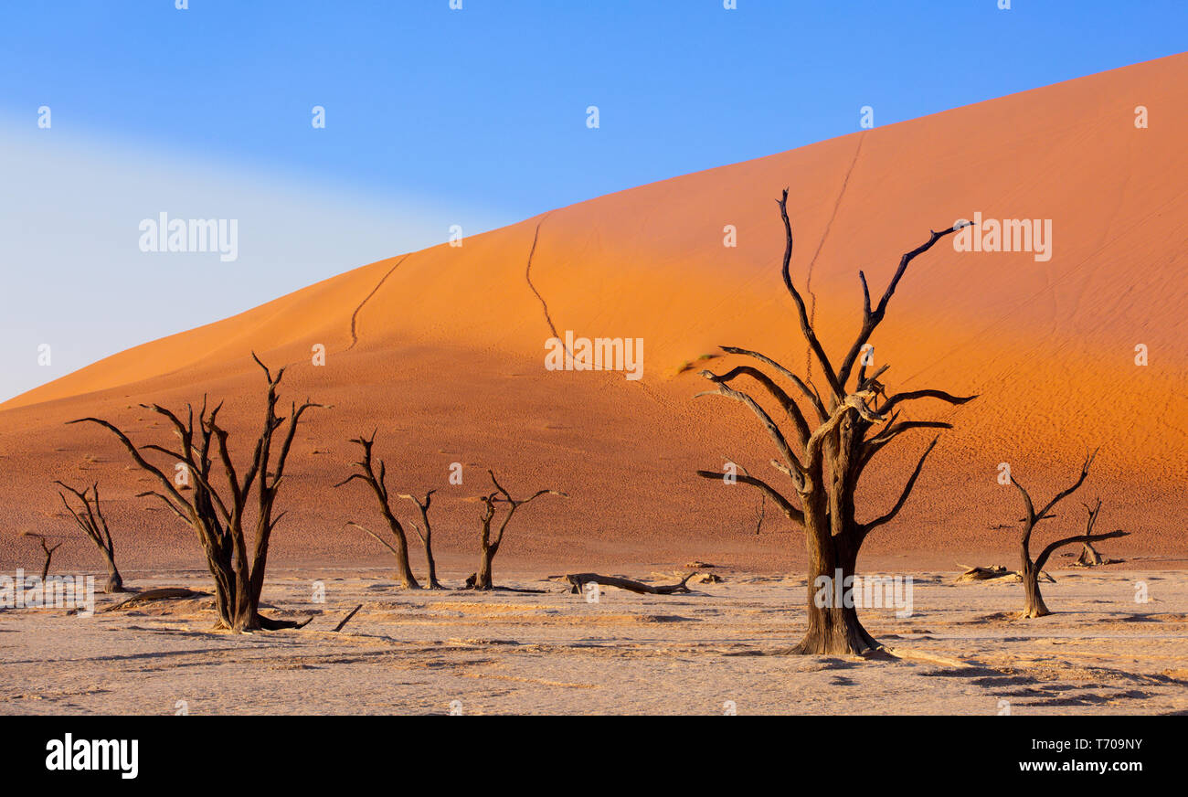 Dead acacia tree in silhouette hi-res stock photography and images - Alamy