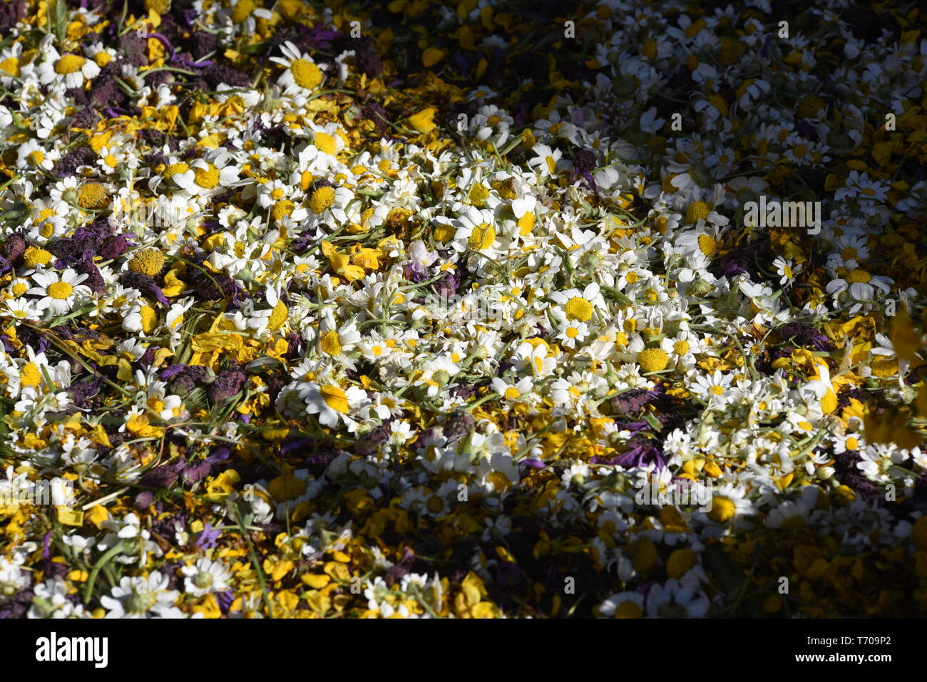Flowers are seen in an altar during the traditional celebration of 'Las ...