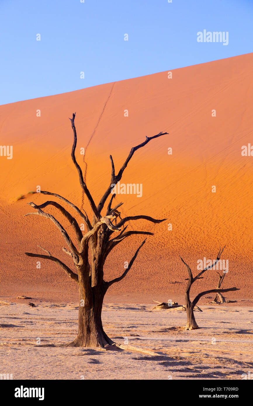 Dead acacia tree in silhouette hi-res stock photography and images - Alamy