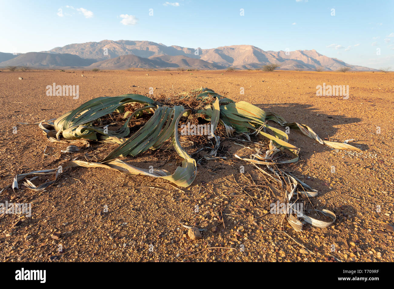 Welwitschia mirabilis desert plant, Namibia Stock Photo - Alamy