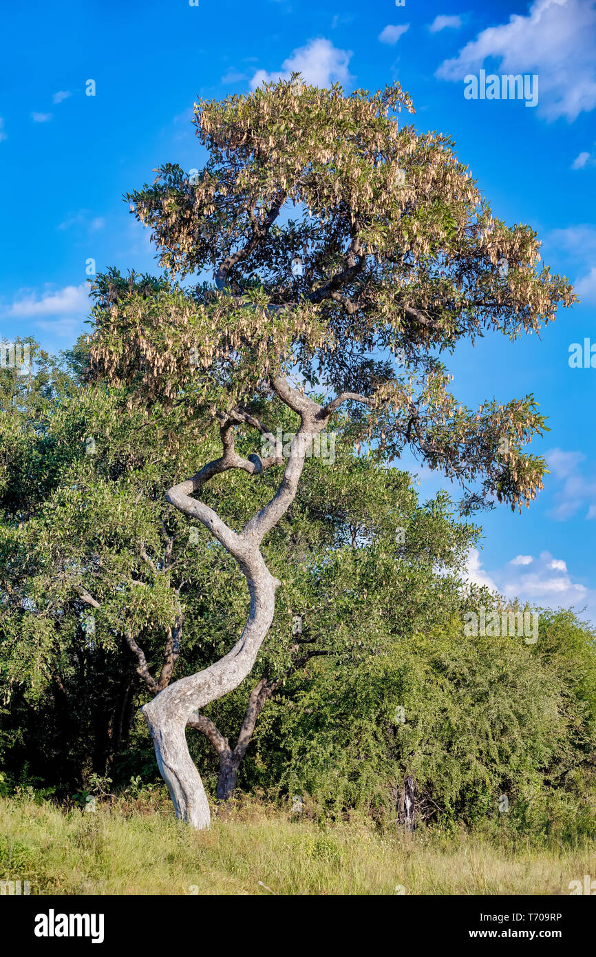 African landscape, Bwabwata, Namibia Stock Photo - Alamy