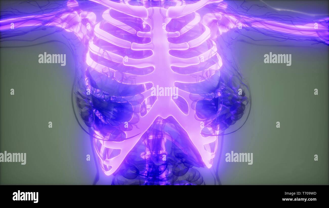 Transparent Human Body with Visible Bones Stock Photo - Alamy