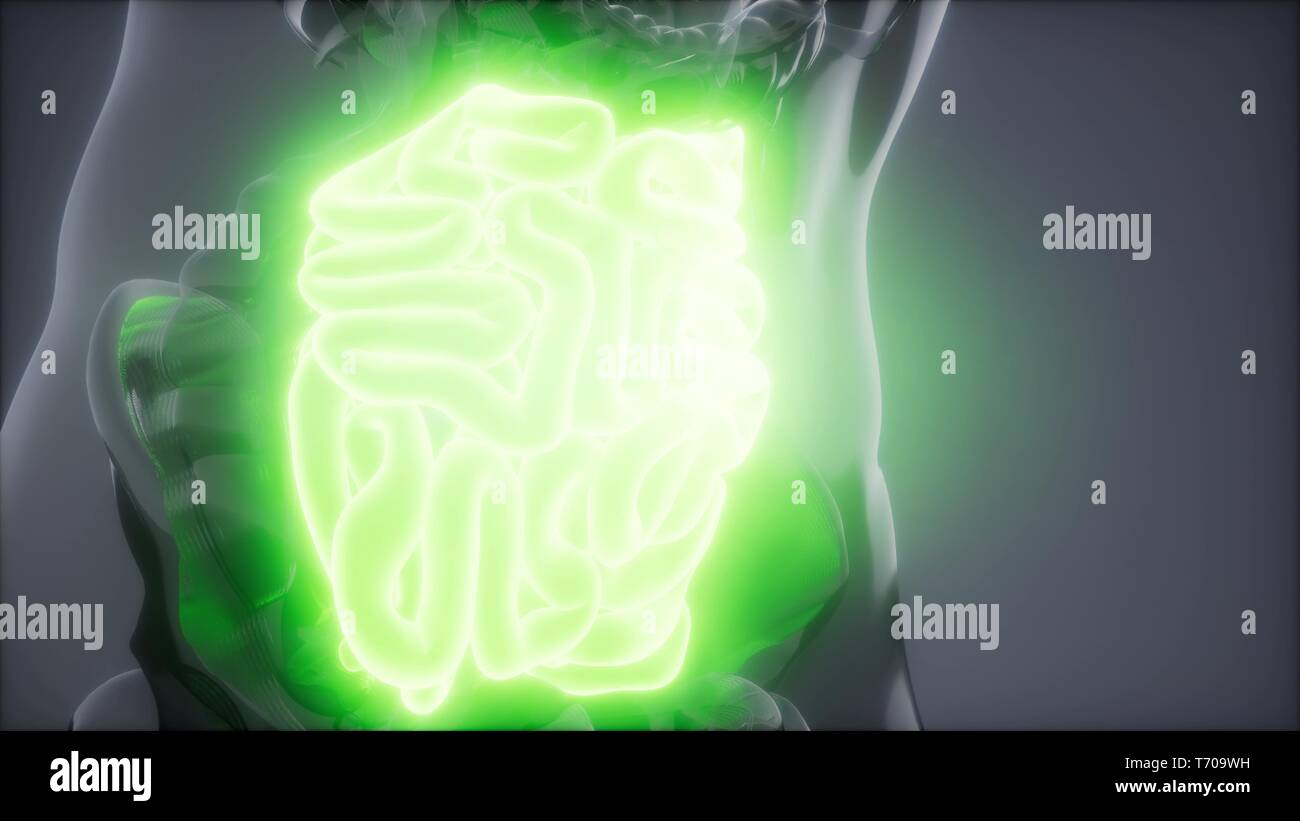 Human Small Intestine Radiology Exam Stock Photo - Alamy