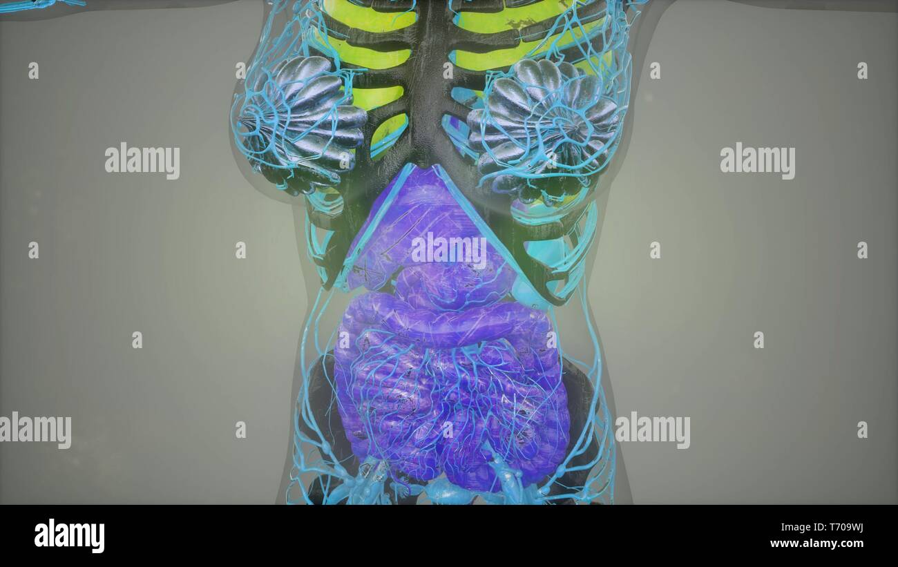 human anatomy illustration with all organs Stock Photo - Alamy