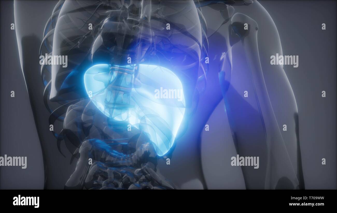 Human Liver Radiology Exam Stock Photo - Alamy