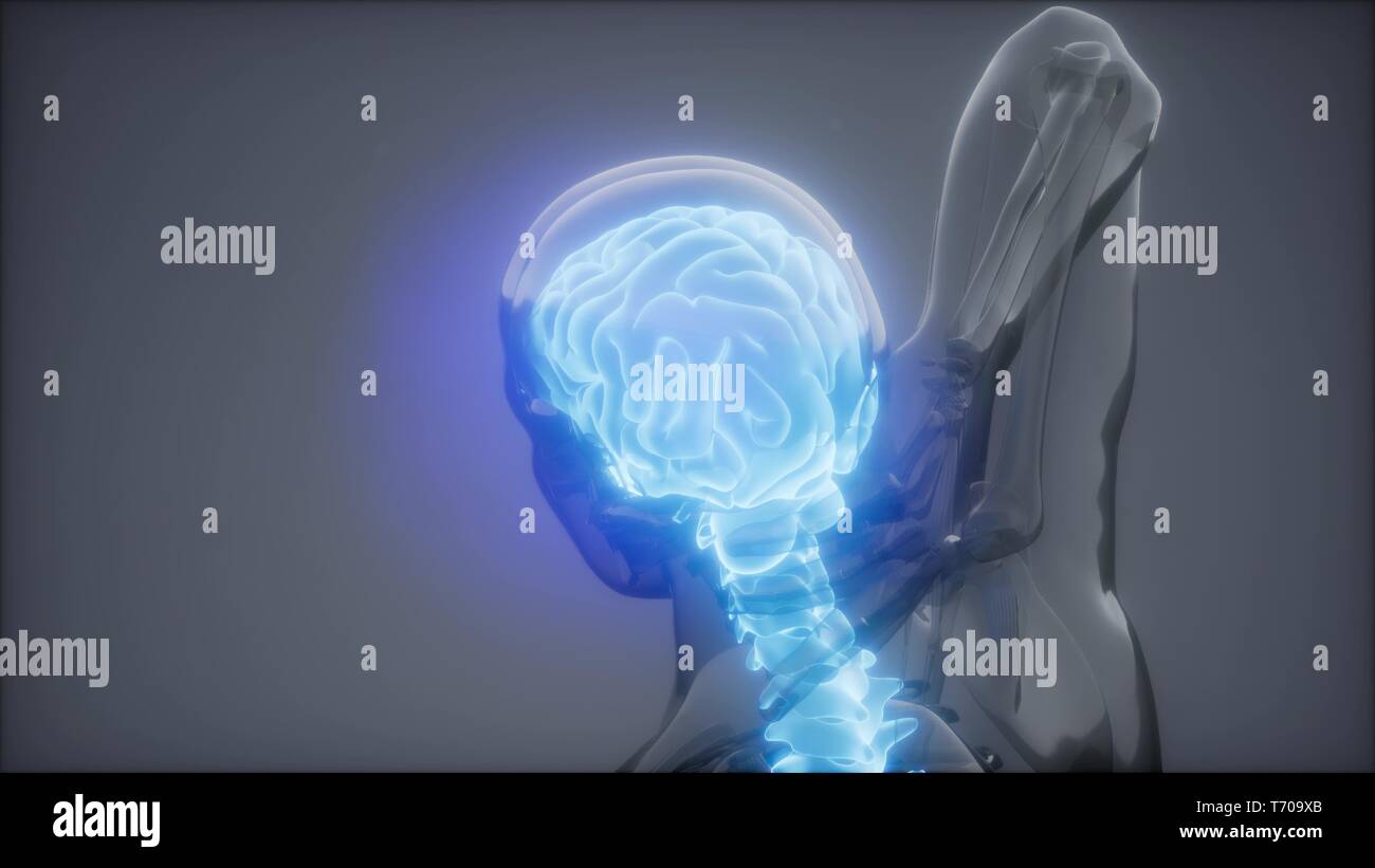 Mri scan backbone hi-res stock photography and images - Alamy