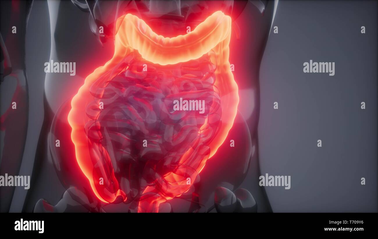 Human Colon Radiology Exam Stock Photo - Alamy