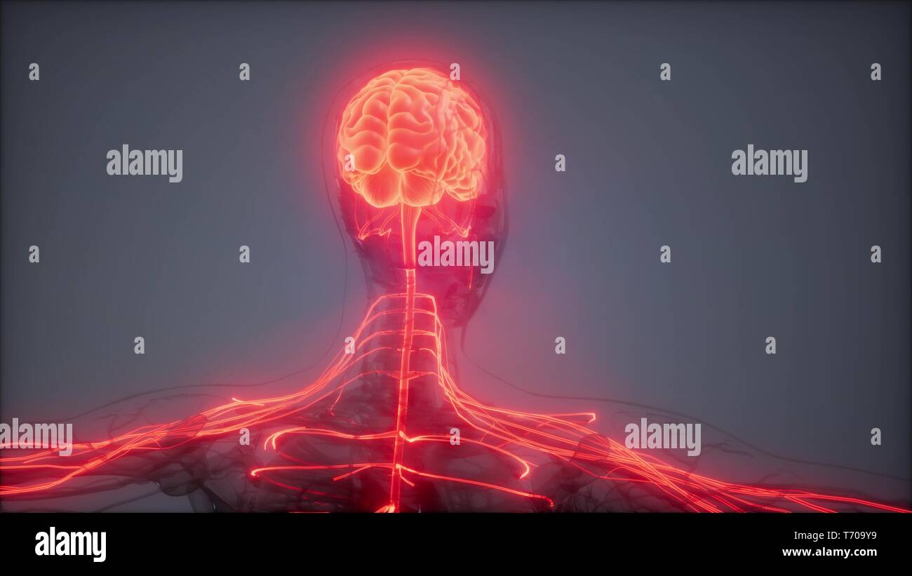 Brain mri scan of healthy female hi-res stock photography and images ...