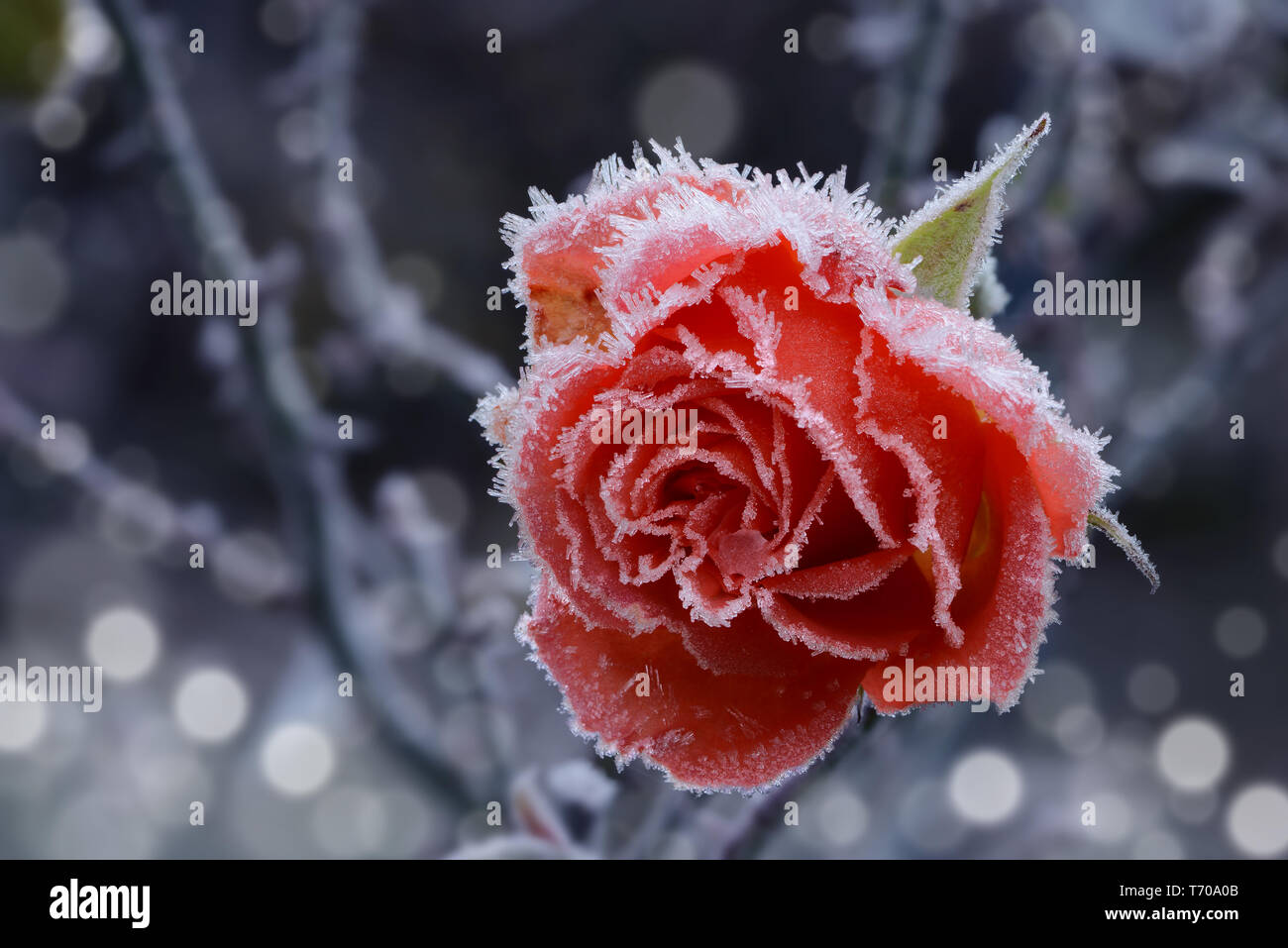 884 hi-res stock photography and images - Alamy