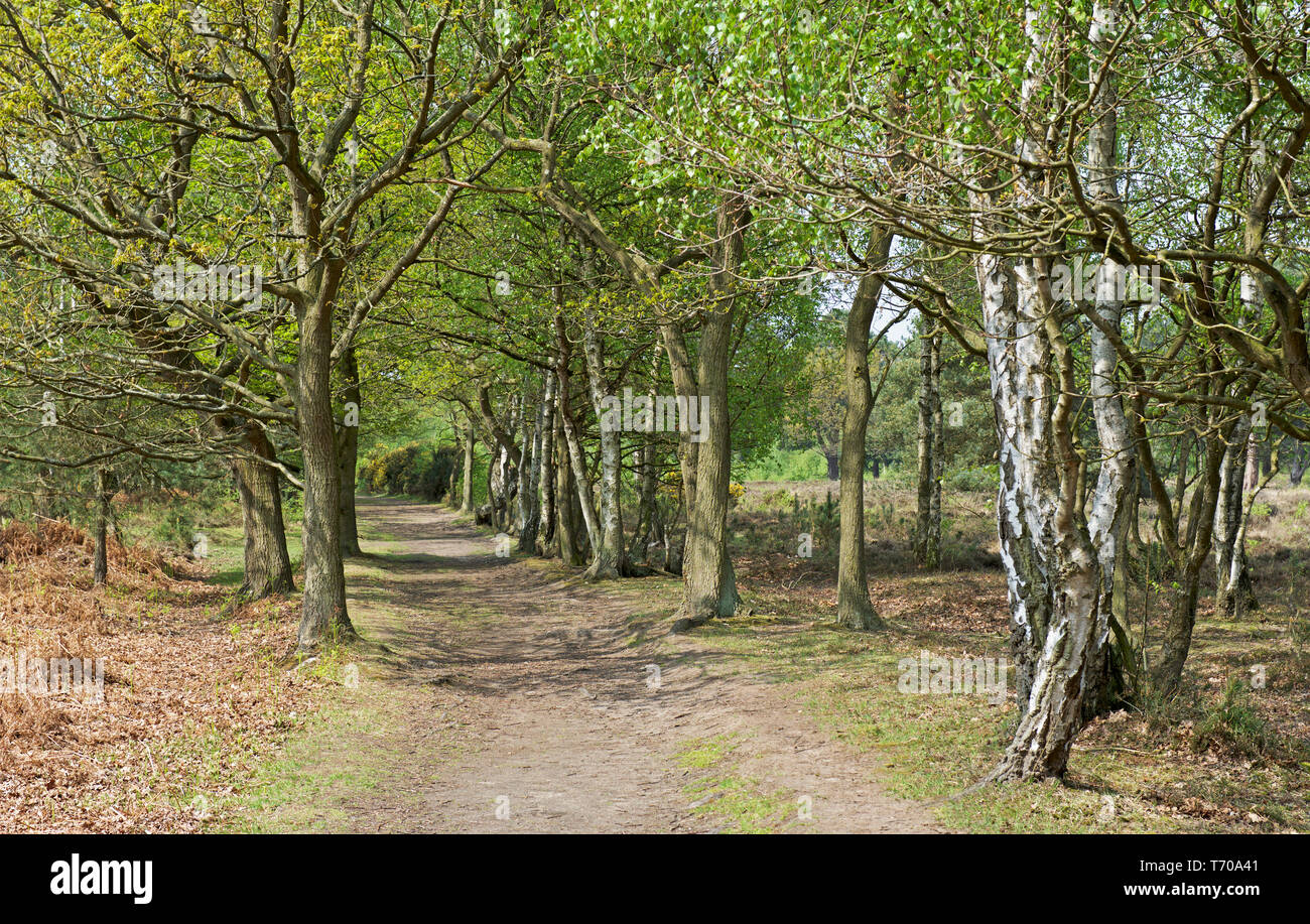 Skipwith common hi-res stock photography and images - Alamy
