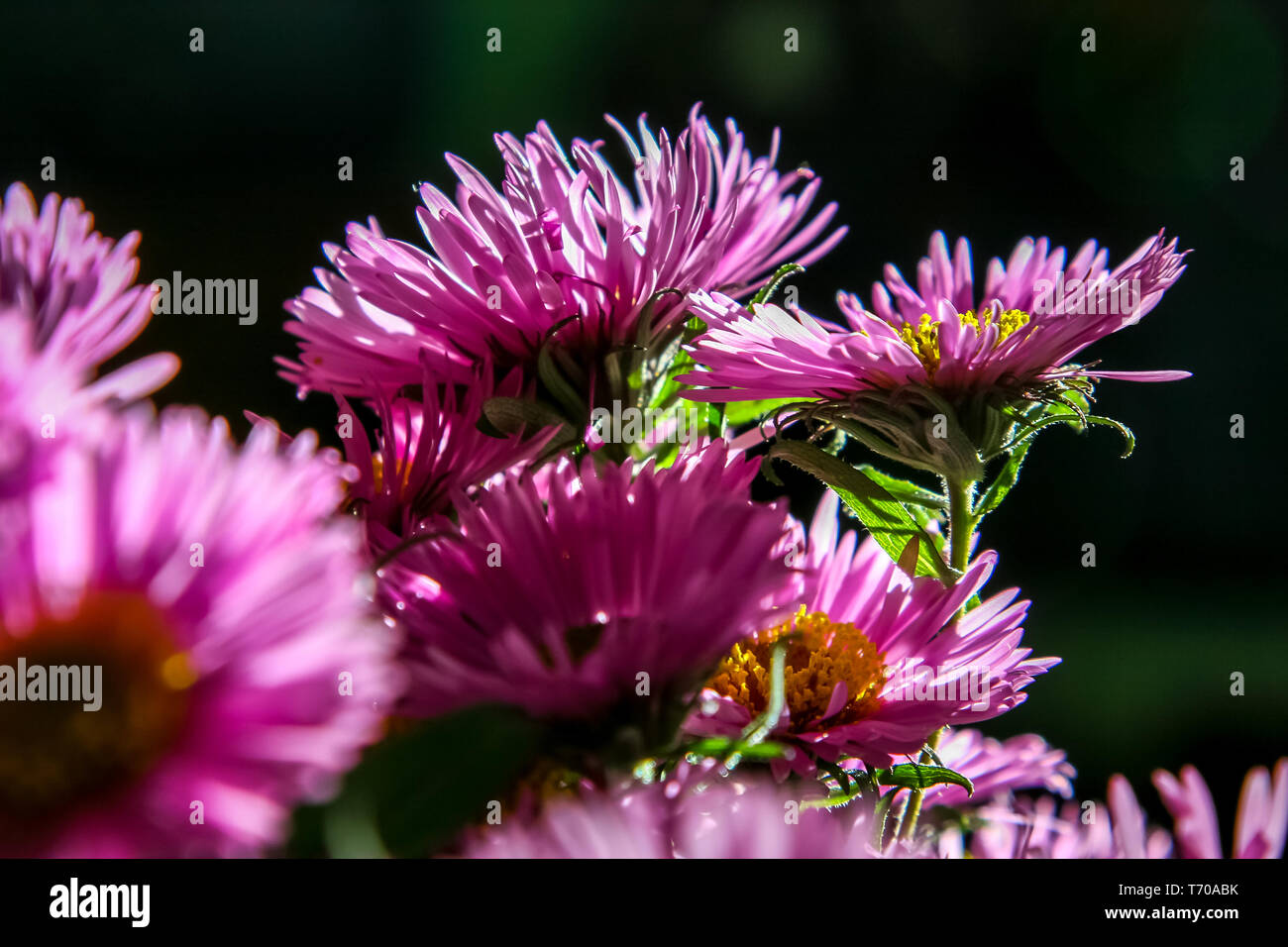 Pink aster flowers bouquet on dark background Stock Photo - Alamy