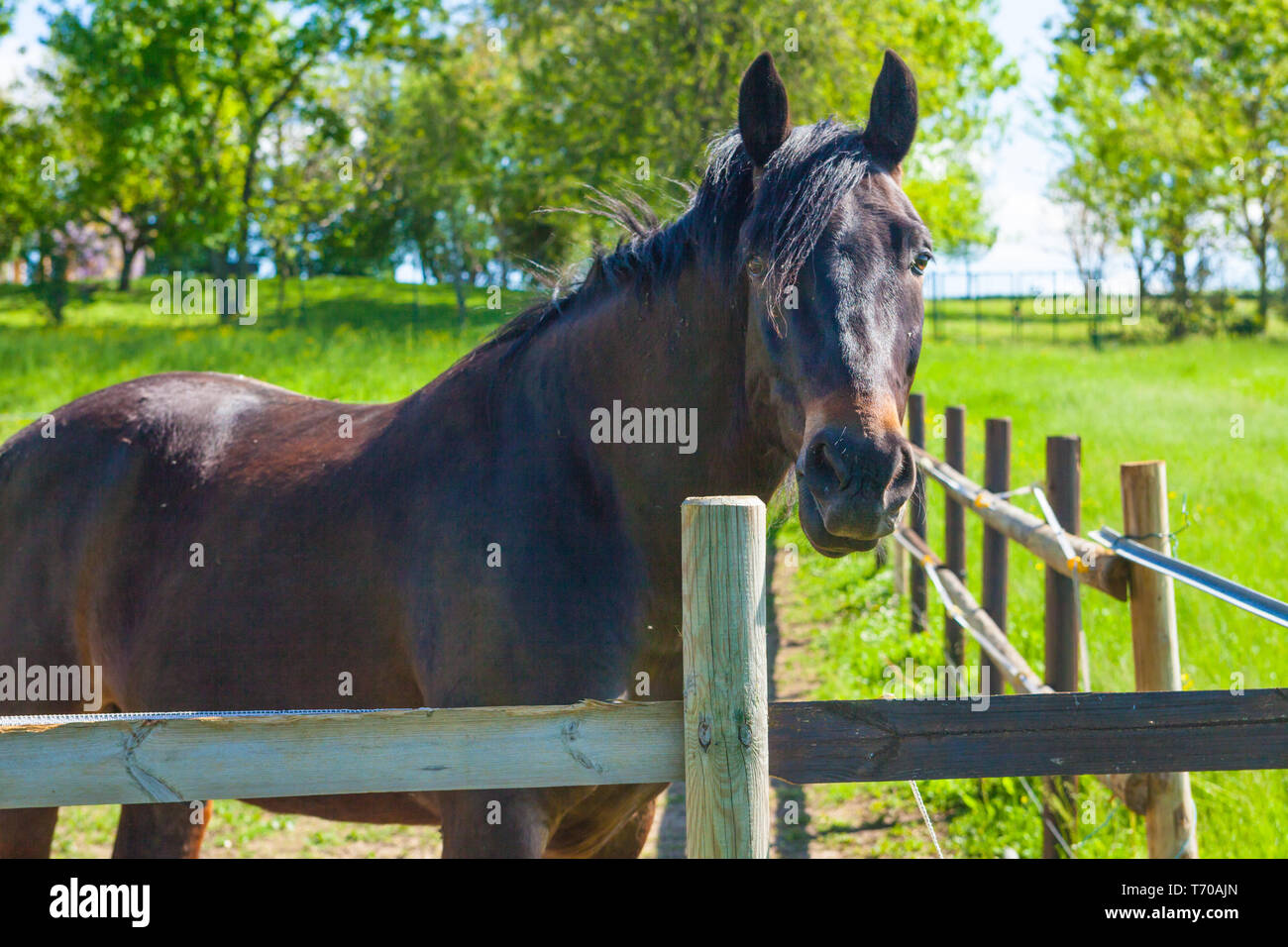 portrait of brown horse Stock Photo - Alamy