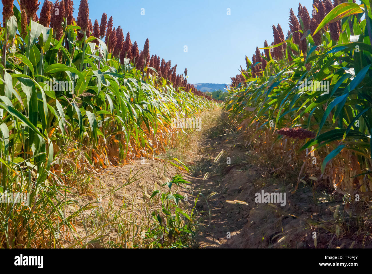 Bottom field hi-res stock photography and images - Alamy