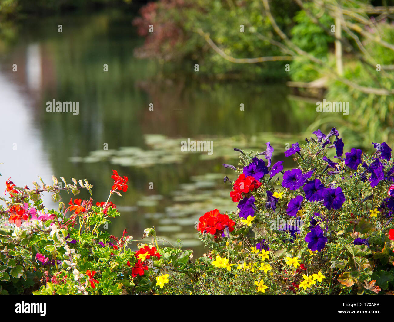 flowers at the river Stock Photo - Alamy