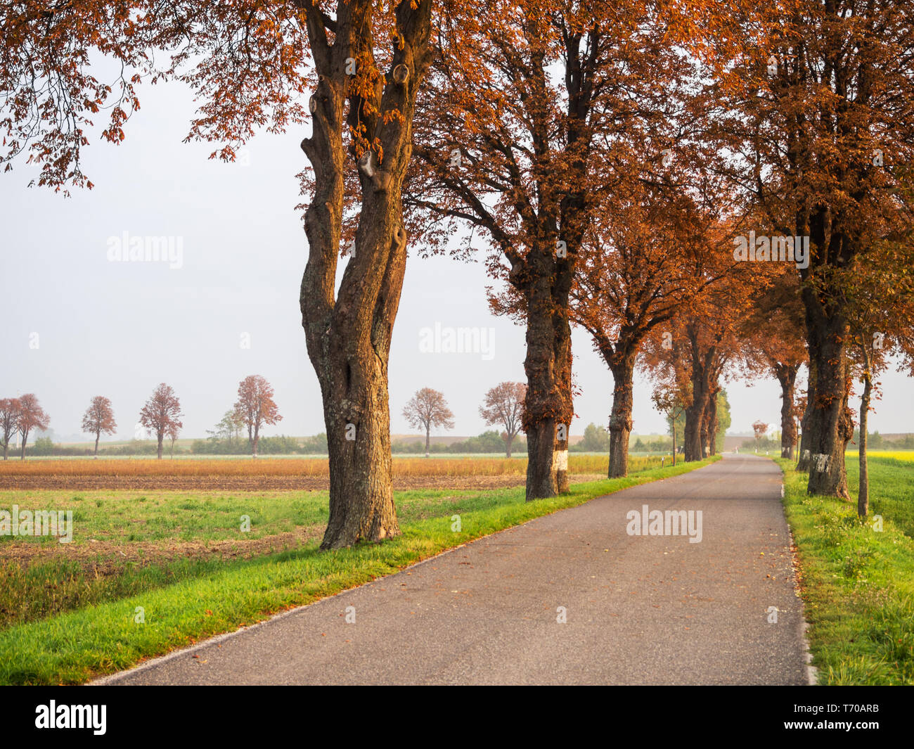 county road with trees Stock Photo - Alamy