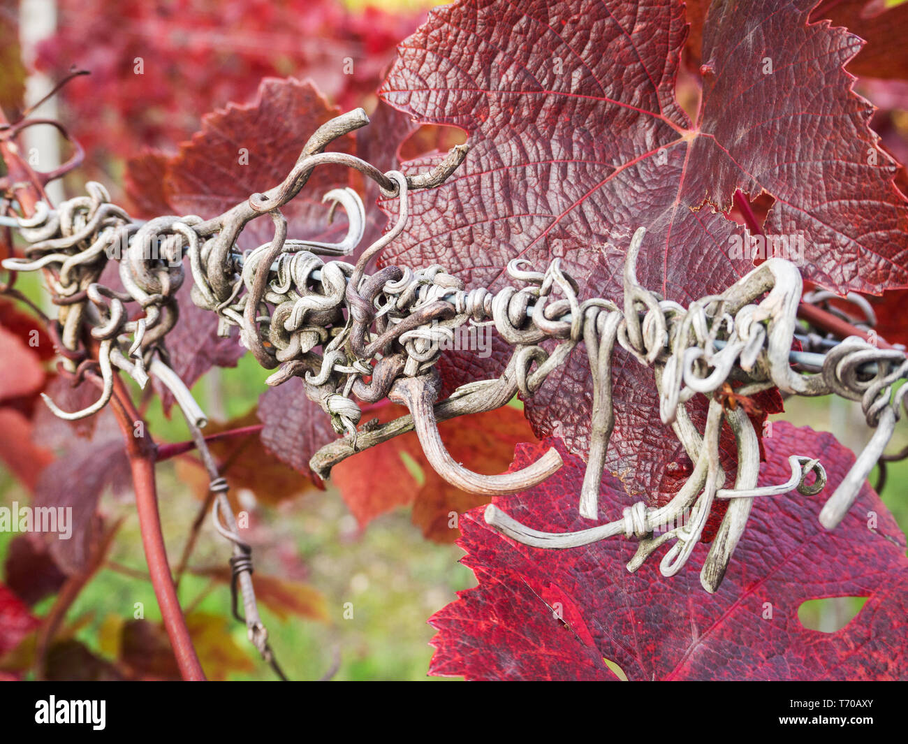 Autumn Detail at a vineyard Stock Photo - Alamy