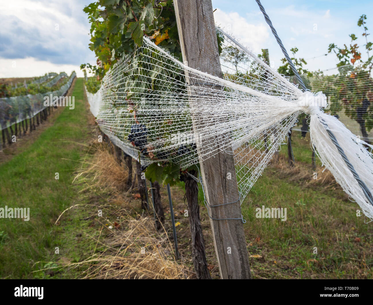 Vineyard birds hi-res stock photography and images - Alamy
