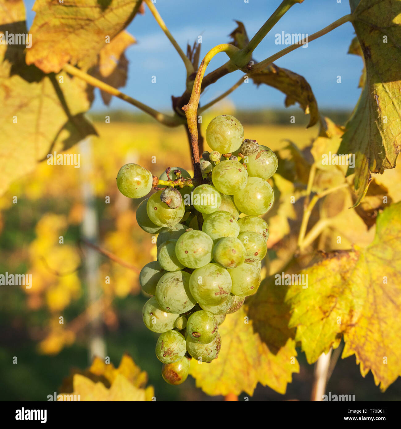 White grapes hi-res stock photography and images - Alamy