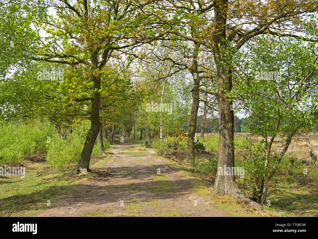 Skipwith Common National Nature Reserve High Resolution Stock ...
