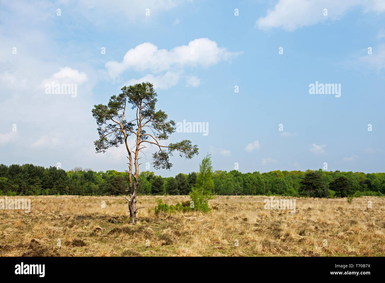 Skipwith Common National Nature Reserve, North Yorkshire, England UK ...