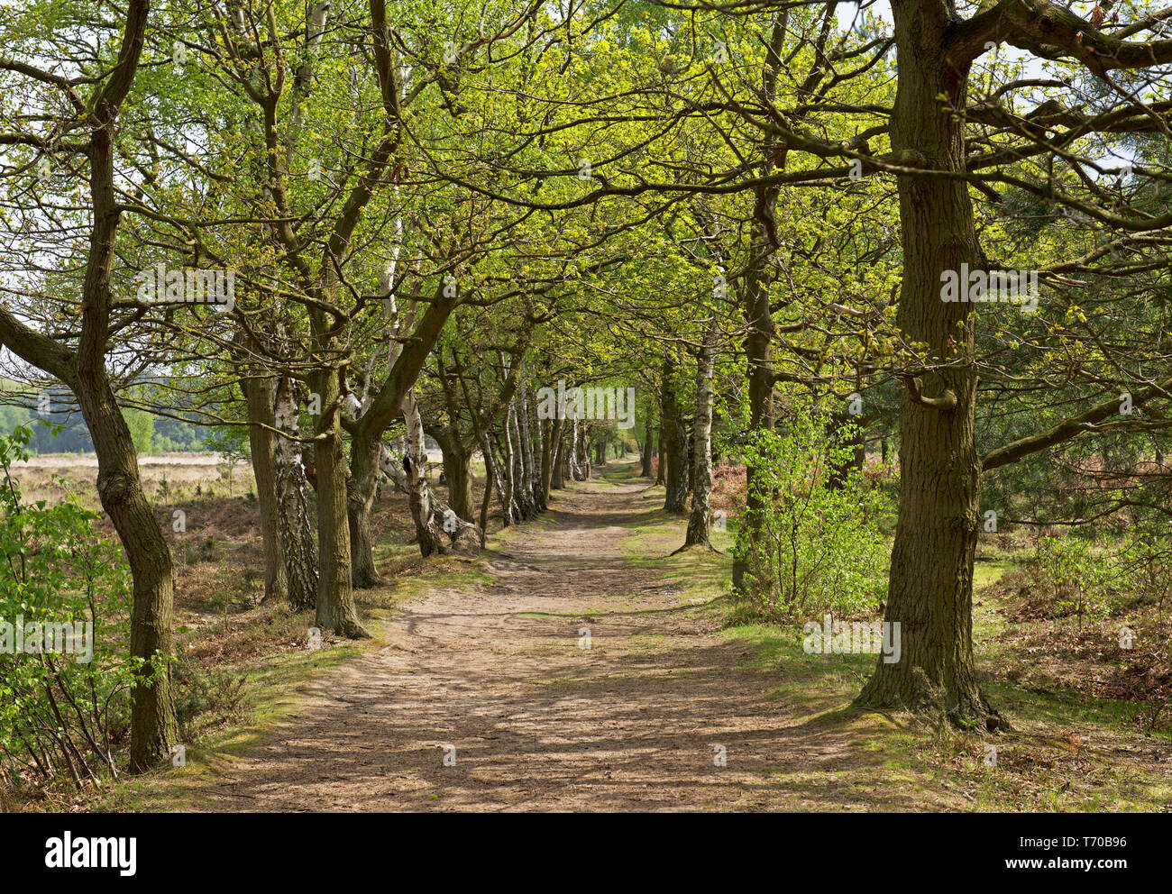 Skipwith Common National Nature Reserve High Resolution Stock ...