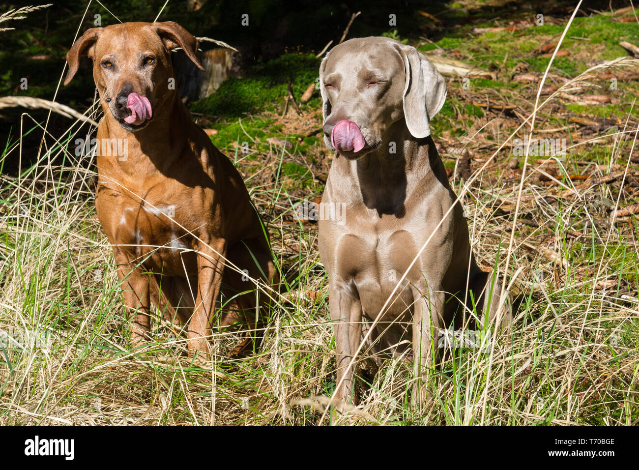 Two Hunting Dogs High Resolution Stock Photography and Images - Alamy
